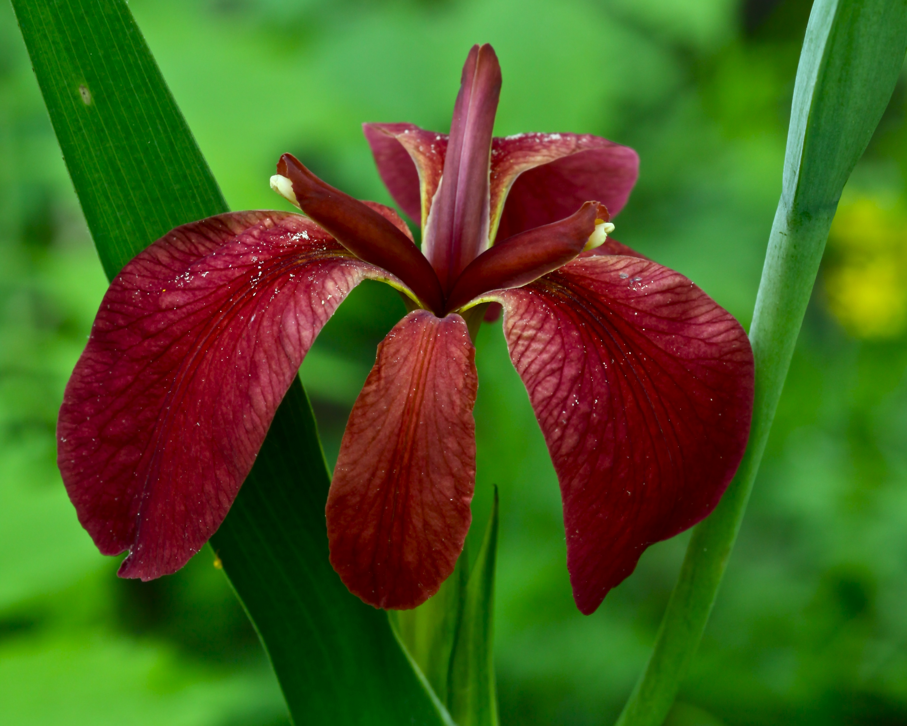 Copper Iris | FWS.gov